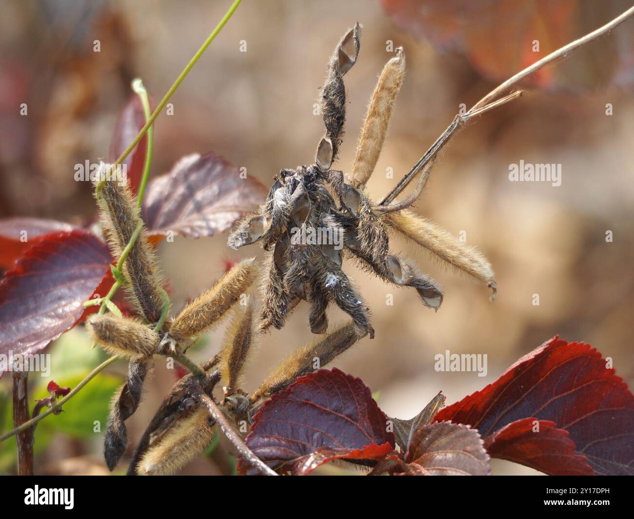 Calopo (Calopogonium mucunoides) Plantae Stock Photo - Alamy