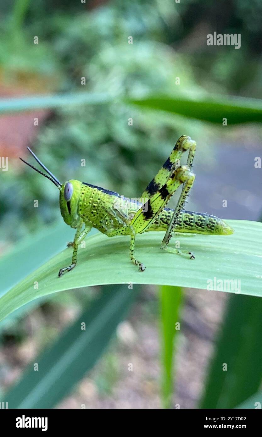 Giant Grasshopper (Valanga irregularis) Insecta Stock Photo - Alamy