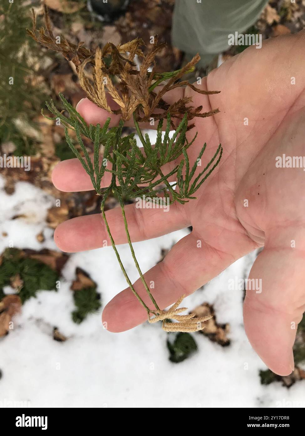 fan clubmoss (Diphasiastrum digitatum) Plantae Stock Photo - Alamy
