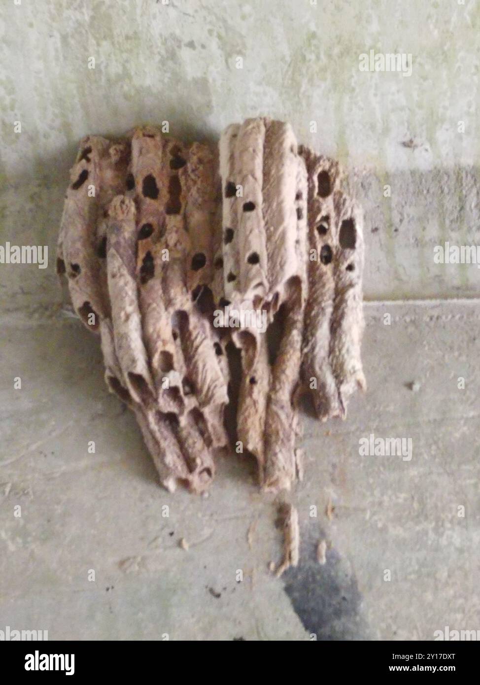 Organ-pipe Mud-dauber Wasp (Trypoxylon politum) Insecta Stock Photo - Alamy