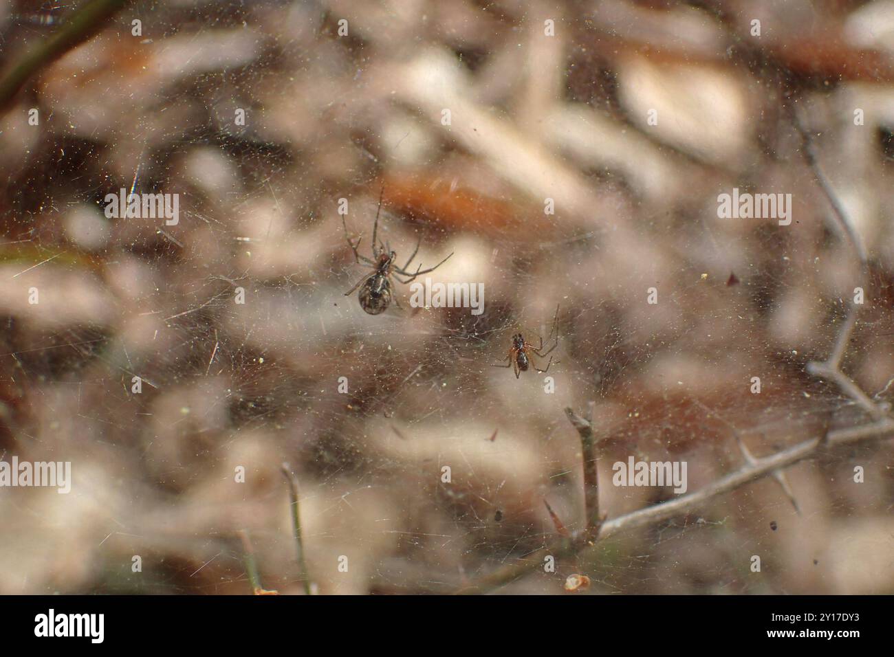 Bowl-and-doily Spider (Frontinella pyramitela) Arachnida Stock Photo ...
