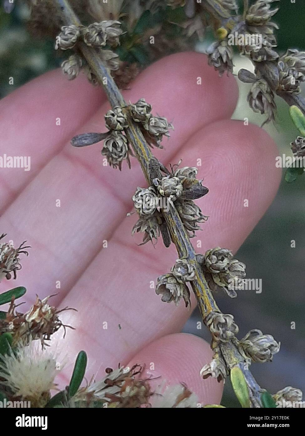 Coastal tree daisy (Olearia solandri) Plantae Stock Photo - Alamy
