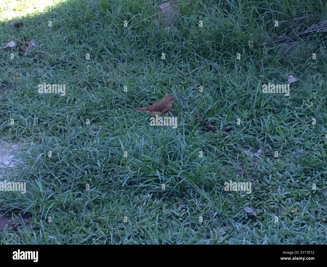 Rufous Hornero (Furnarius rufus) Aves Stock Photo - Alamy