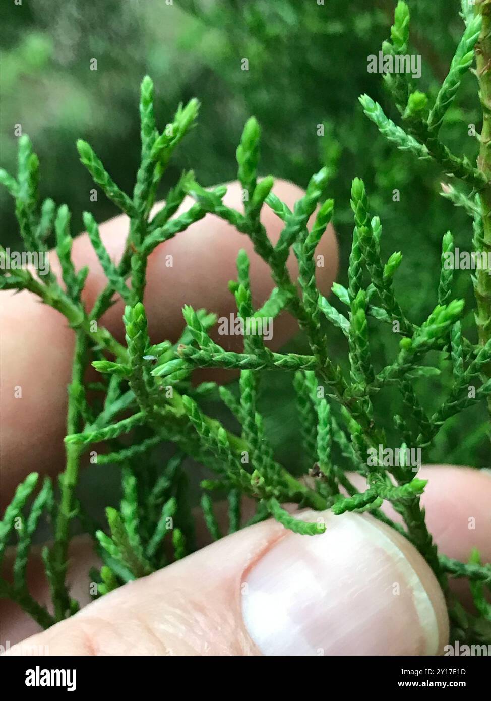 Ashe juniper (Juniperus ashei) Plantae Stock Photo - Alamy