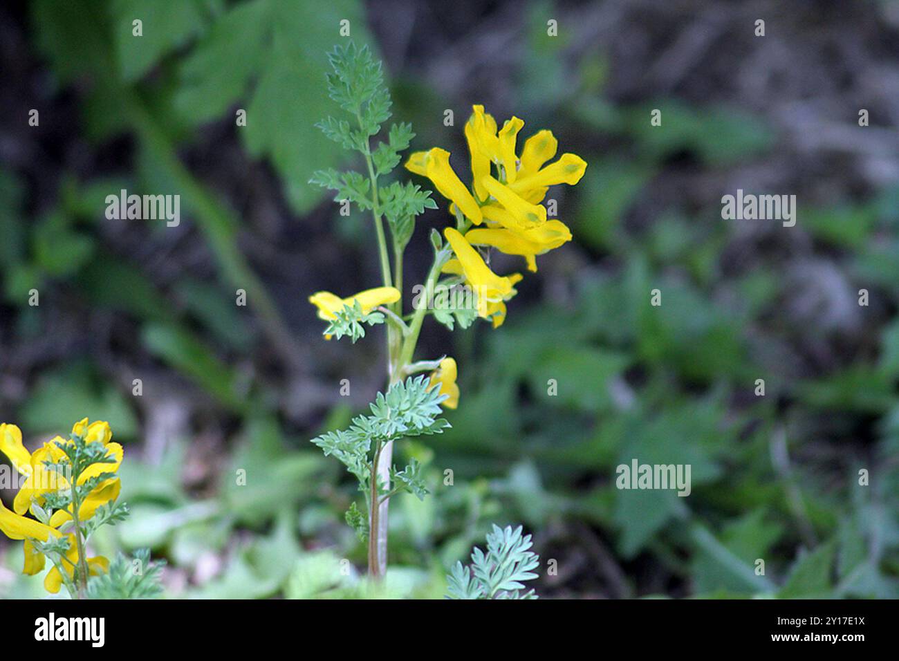 golden corydalis (Corydalis aurea) Plantae Stock Photo - Alamy