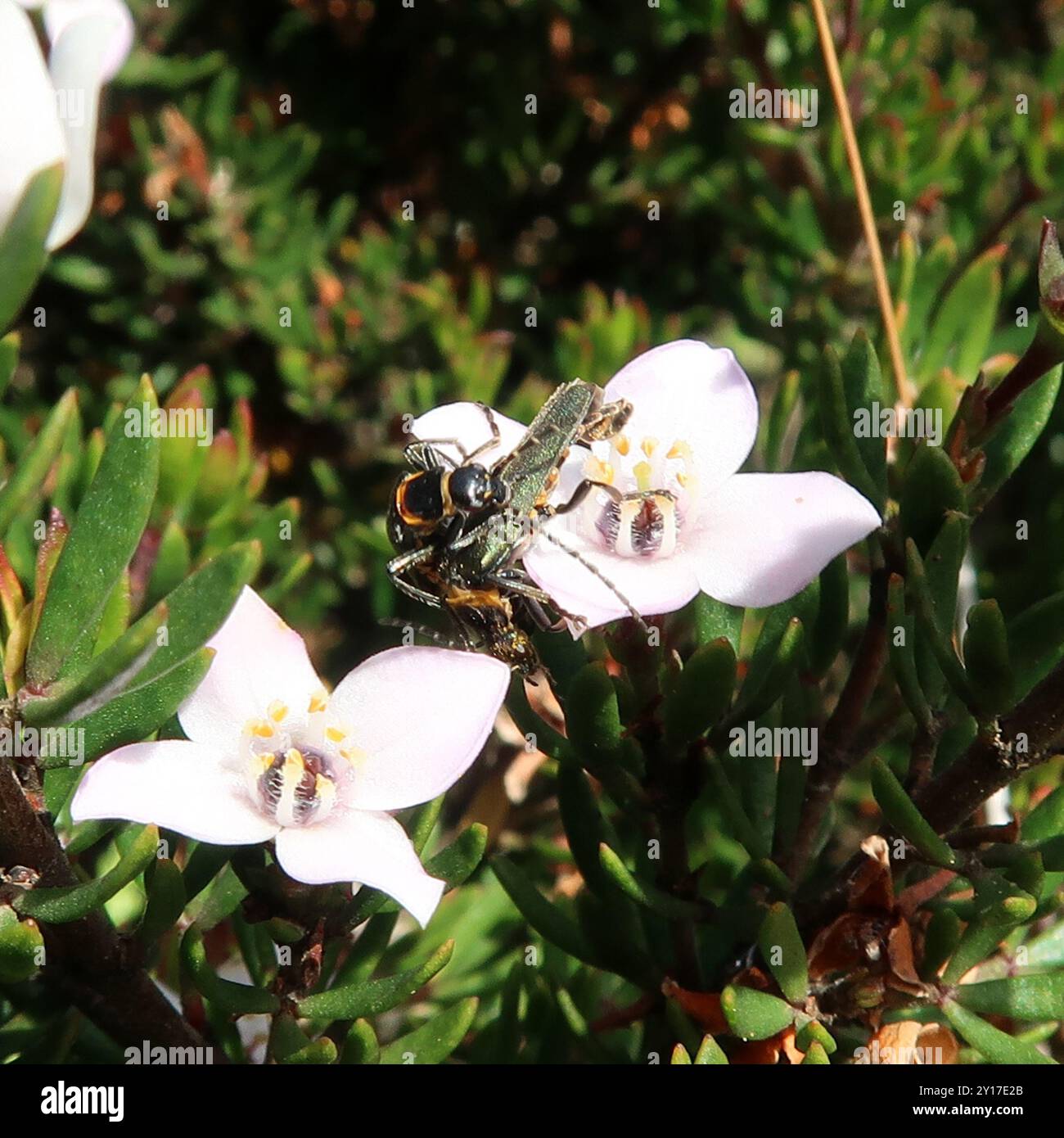 Plague Soldier Beetle (Chauliognathus lugubris) Insecta Stock Photo - Alamy
