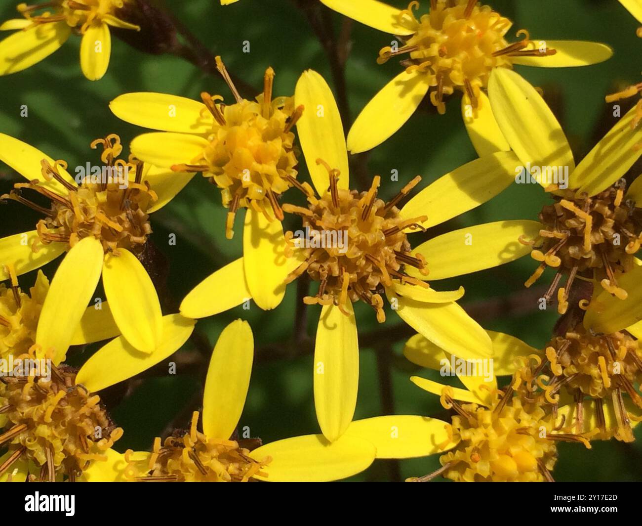 velvet groundsel (Roldana petasitis) Plantae Stock Photo - Alamy