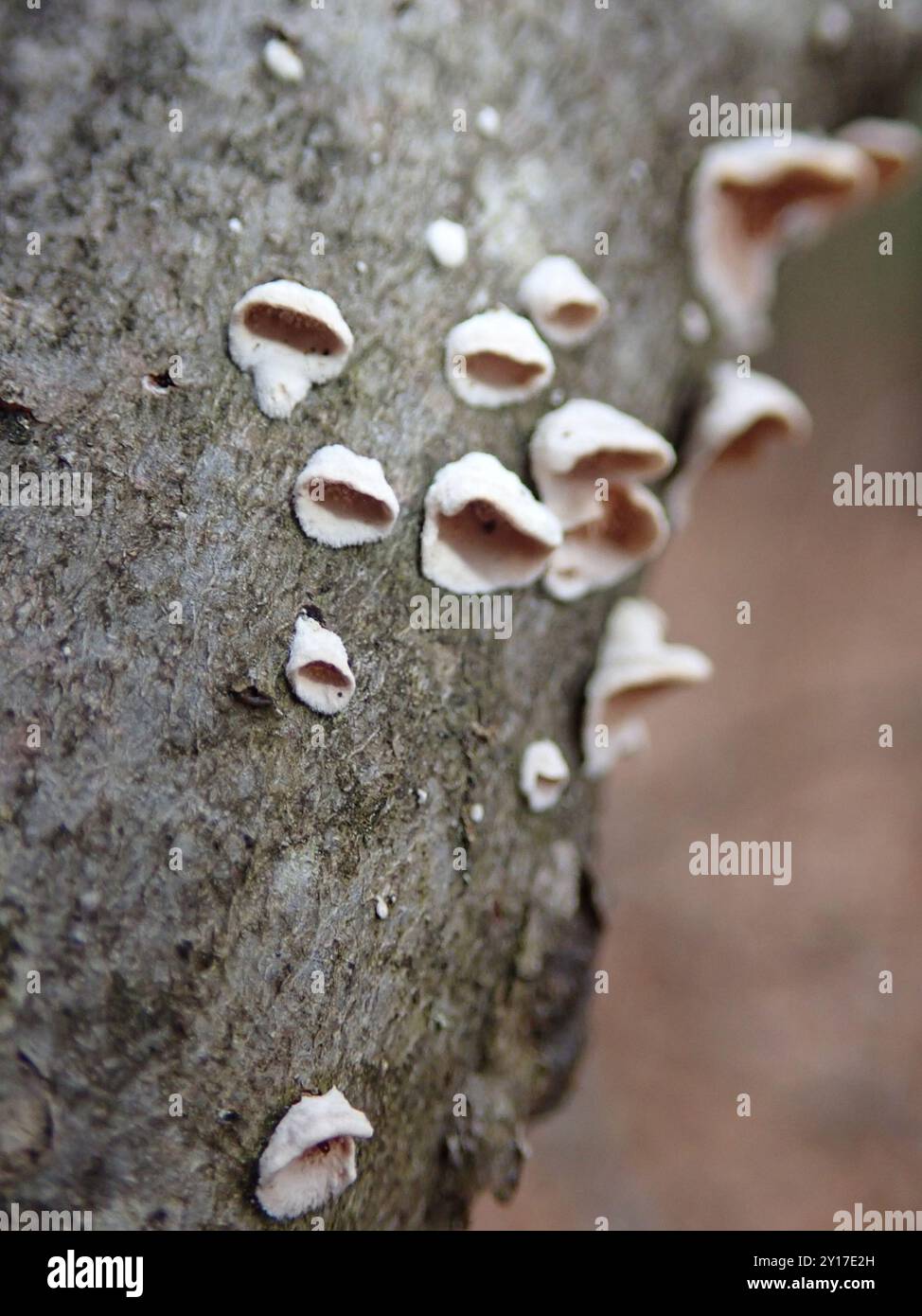 little nest polypore (Trametes conchifer) Fungi Stock Photo - Alamy