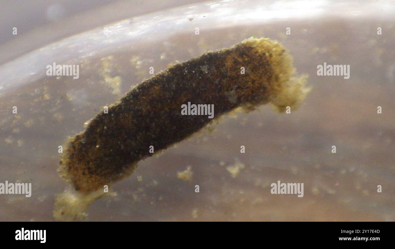Microcaddisflies (Hydroptilidae) Insecta Stock Photo - Alamy