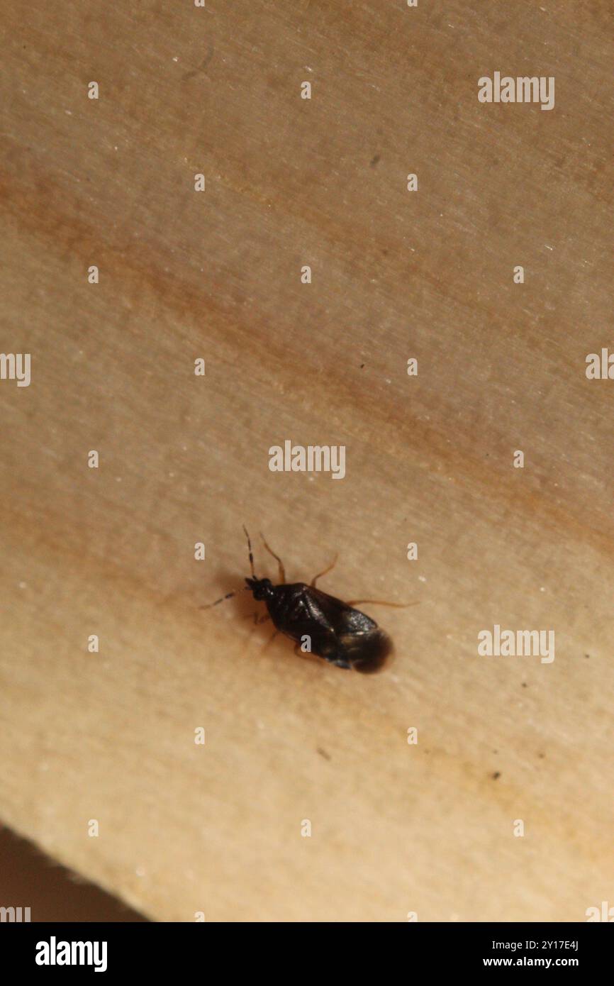 Minute pirate bugs (Anthocoridae) Insecta Stock Photo - Alamy
