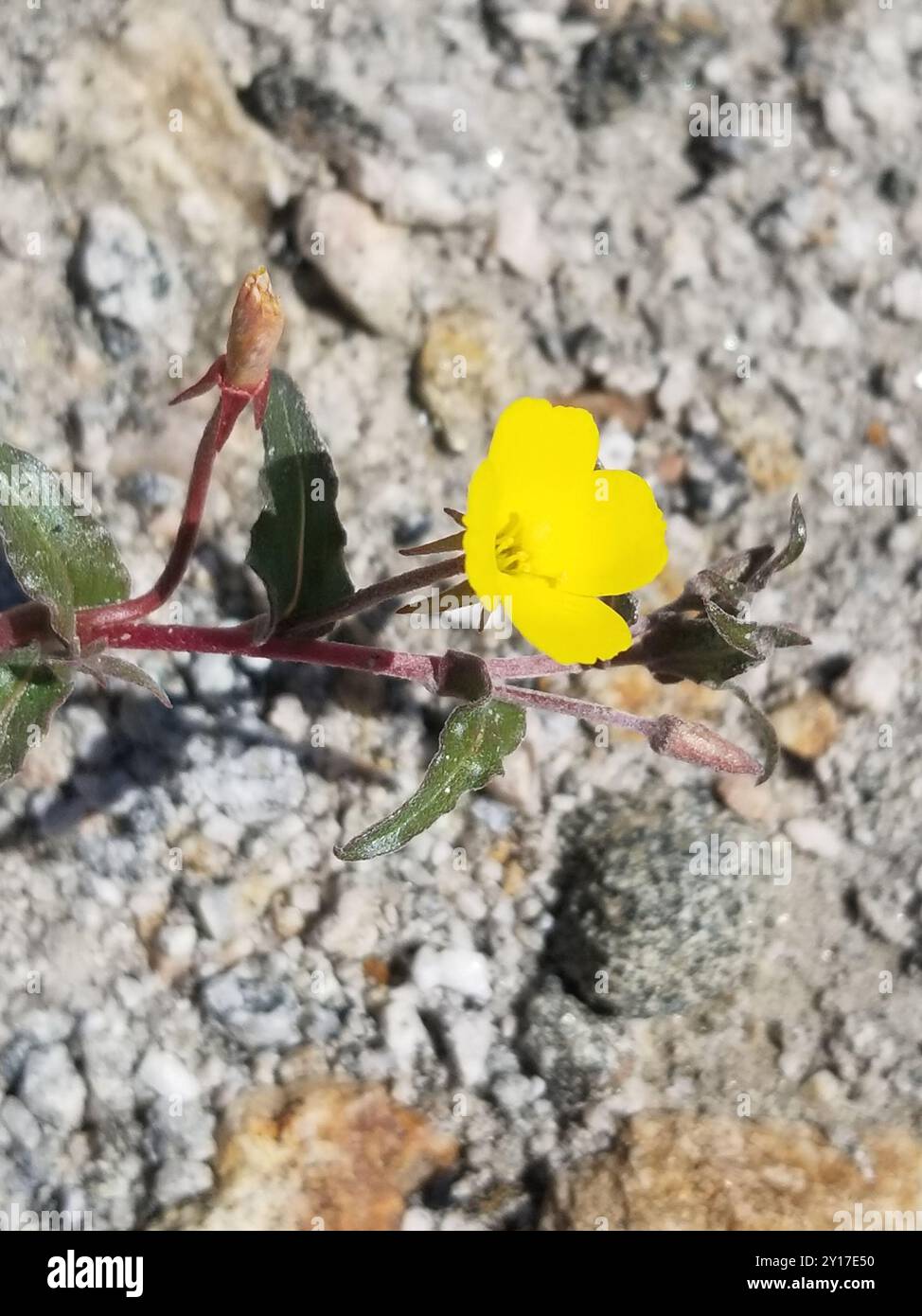 California sun cup (Camissoniopsis bistorta) Plantae Stock Photo - Alamy