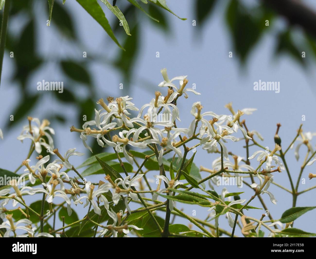 Chinaberry (Melia azedarach) Plantae Stock Photo - Alamy
