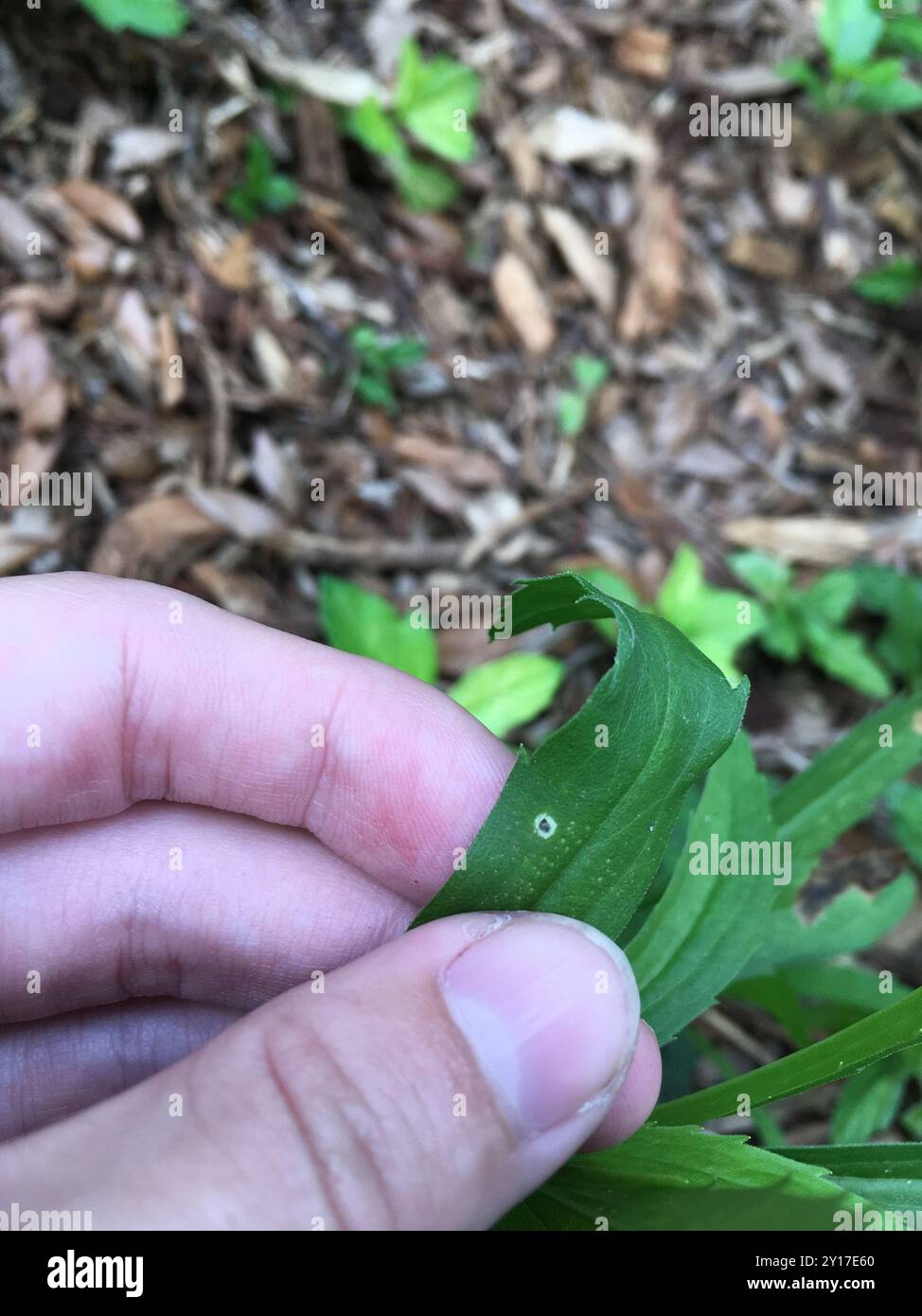 Carbonifera goldenrod gall midge (Asteromyia carbonifera) Insecta Stock ...