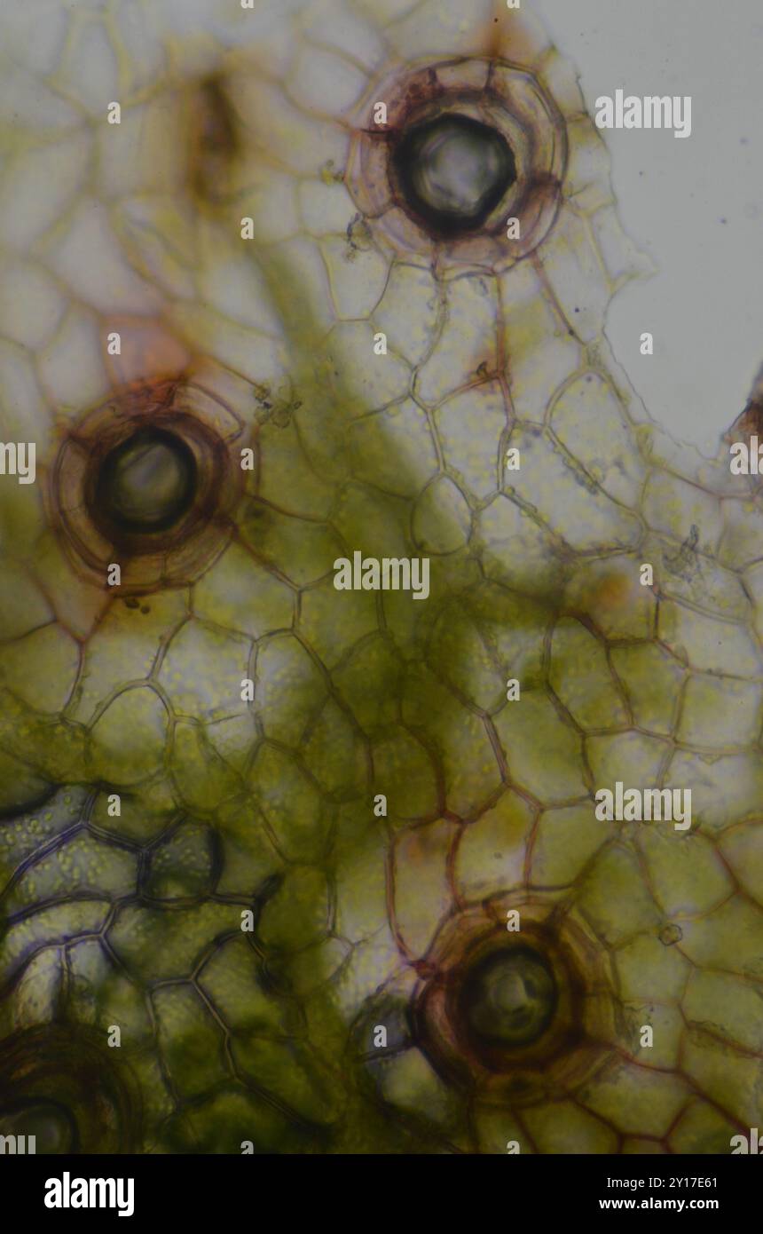 Complex thallose liverworts (Marchantiales) Plantae Stock Photo - Alamy