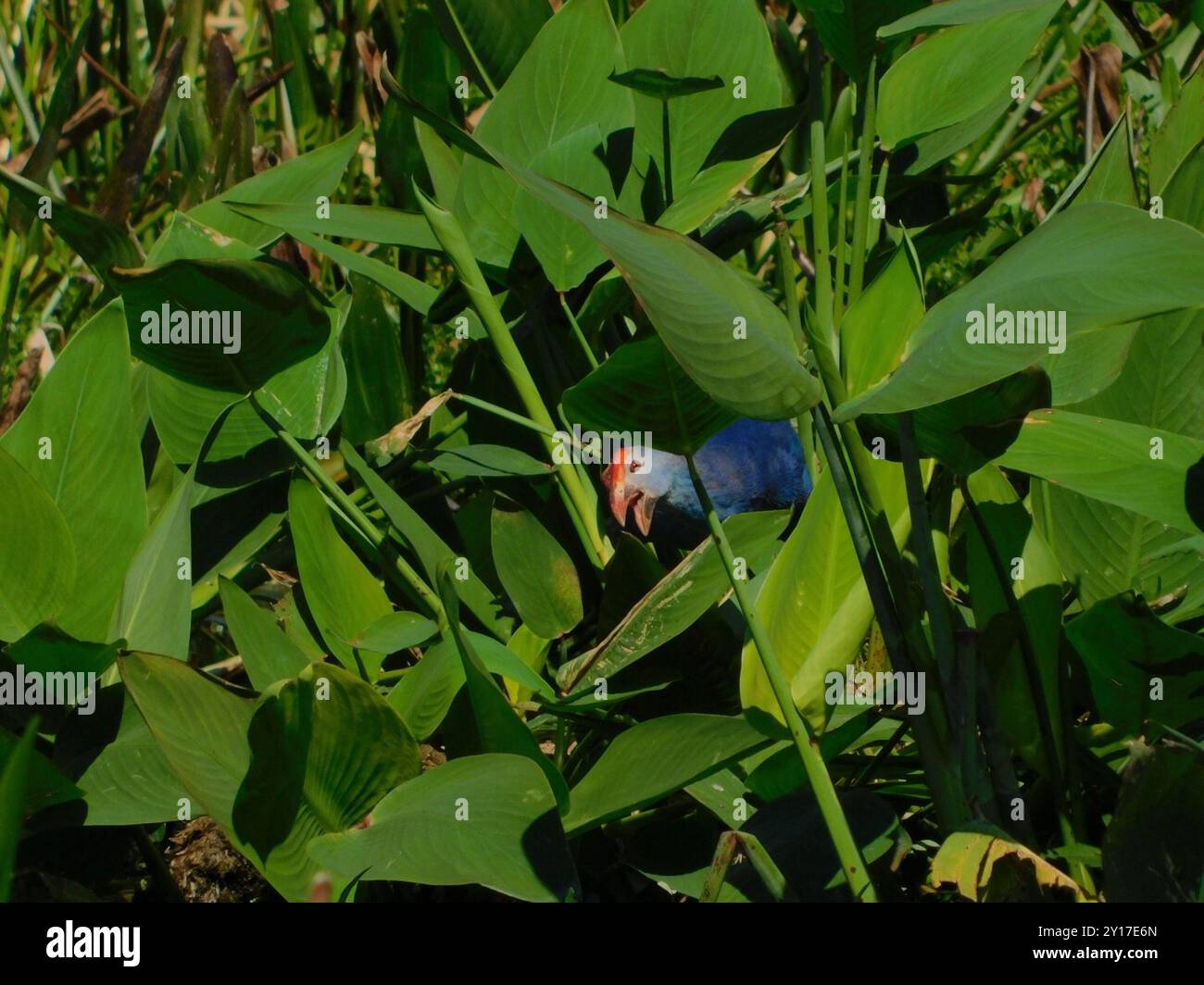 alligator flag (Thalia geniculata) Plantae Stock Photo - Alamy