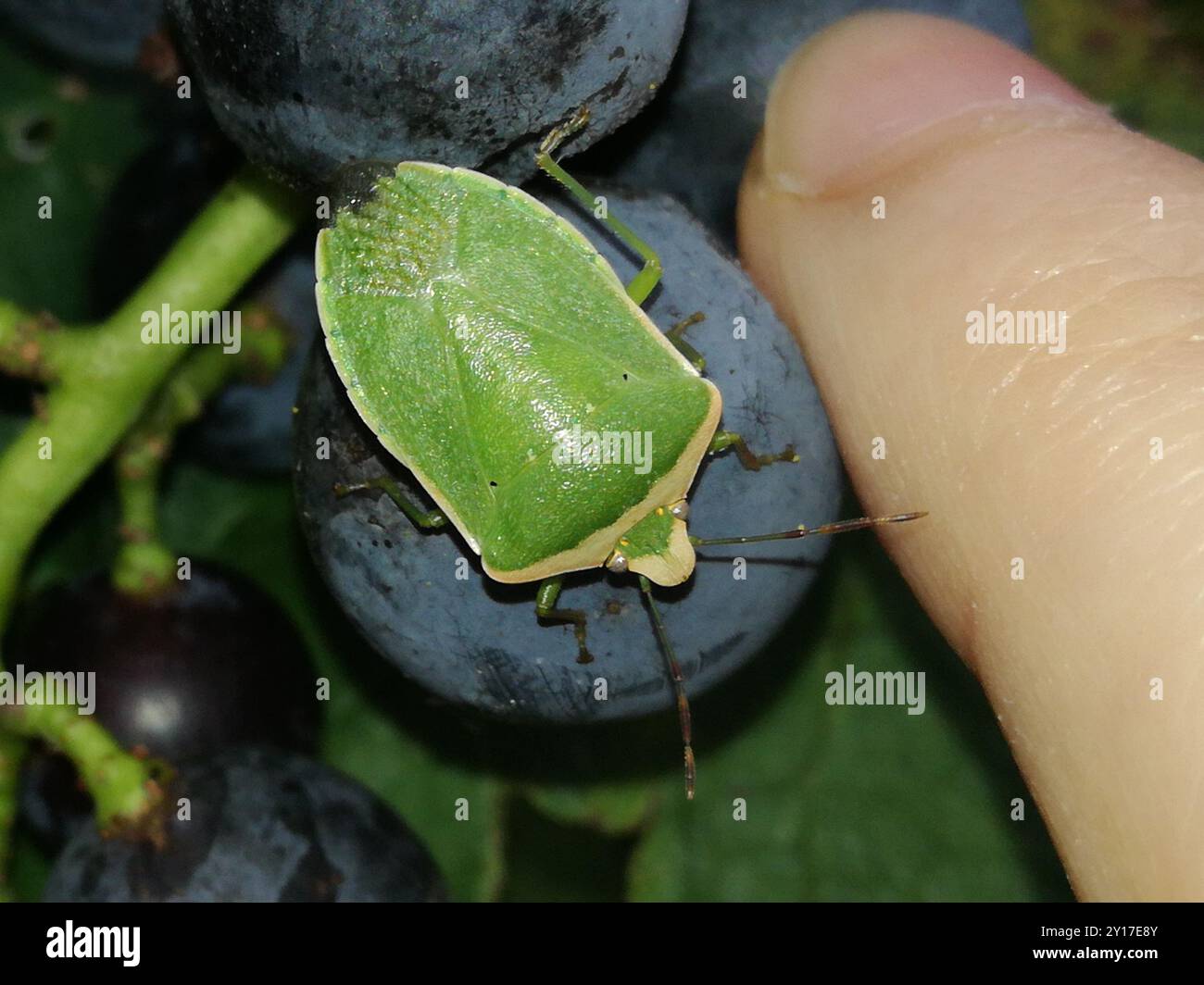 Southern Green Stink Bug (Nezara viridula) Insecta Stock Photo - Alamy