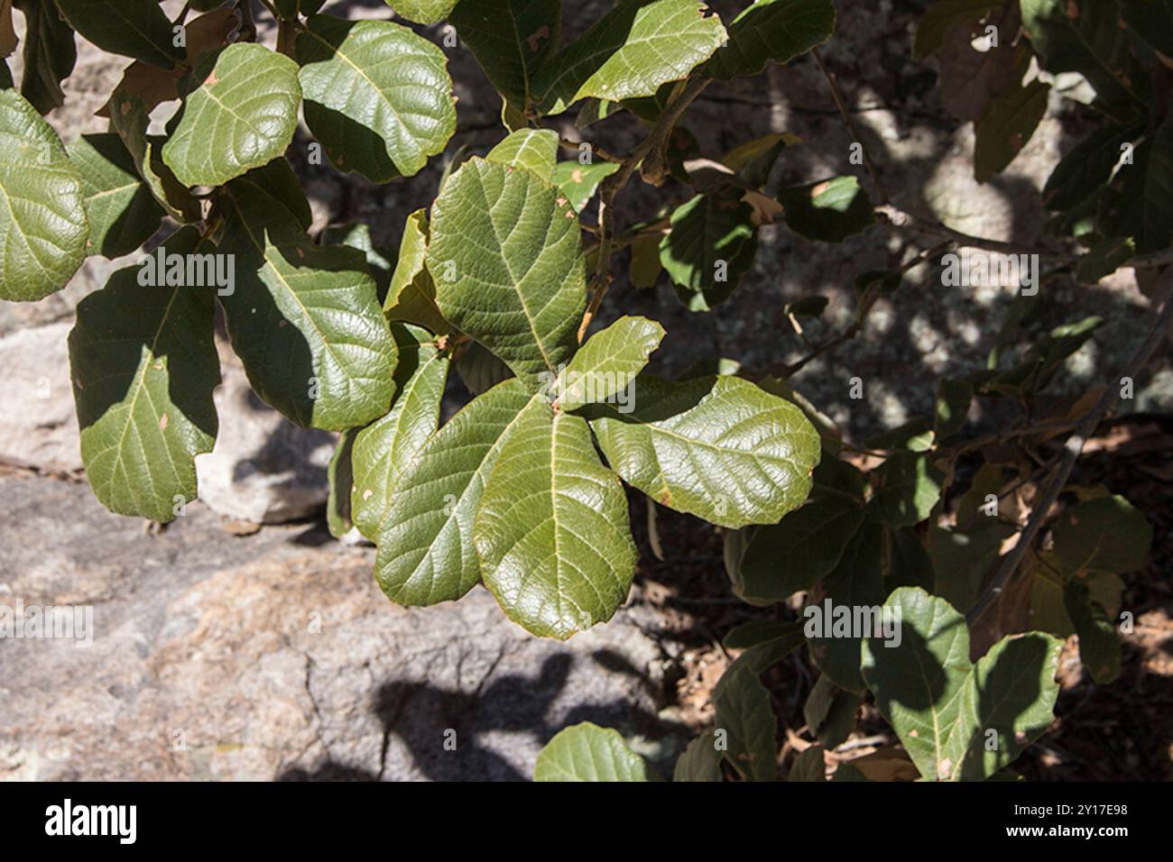 netleaf oak (Quercus rugosa) Plantae Stock Photo - Alamy