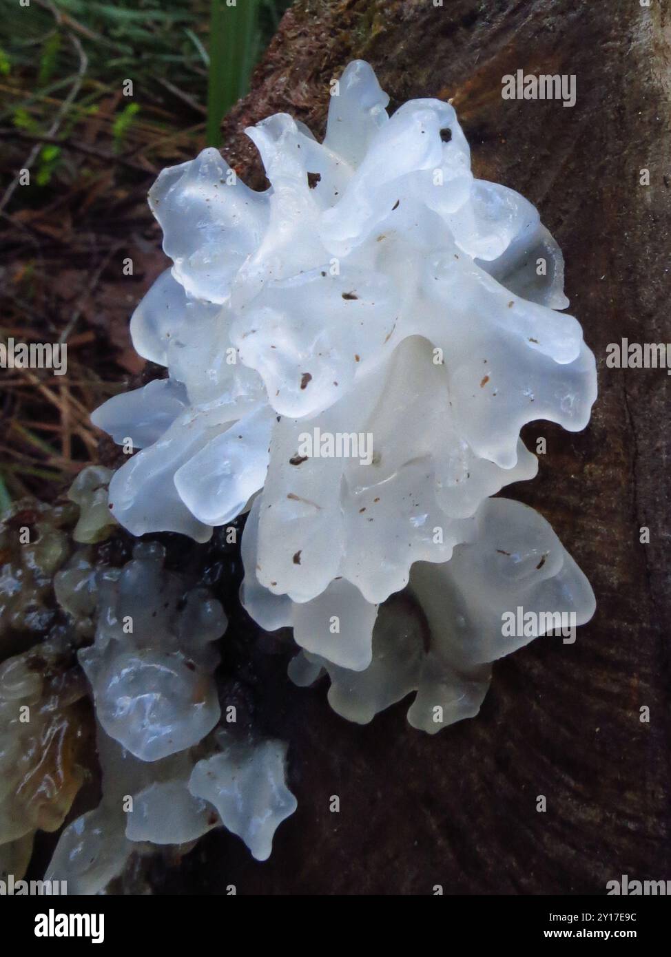 snow fungus (Tremella fuciformis) Fungi Stock Photo - Alamy