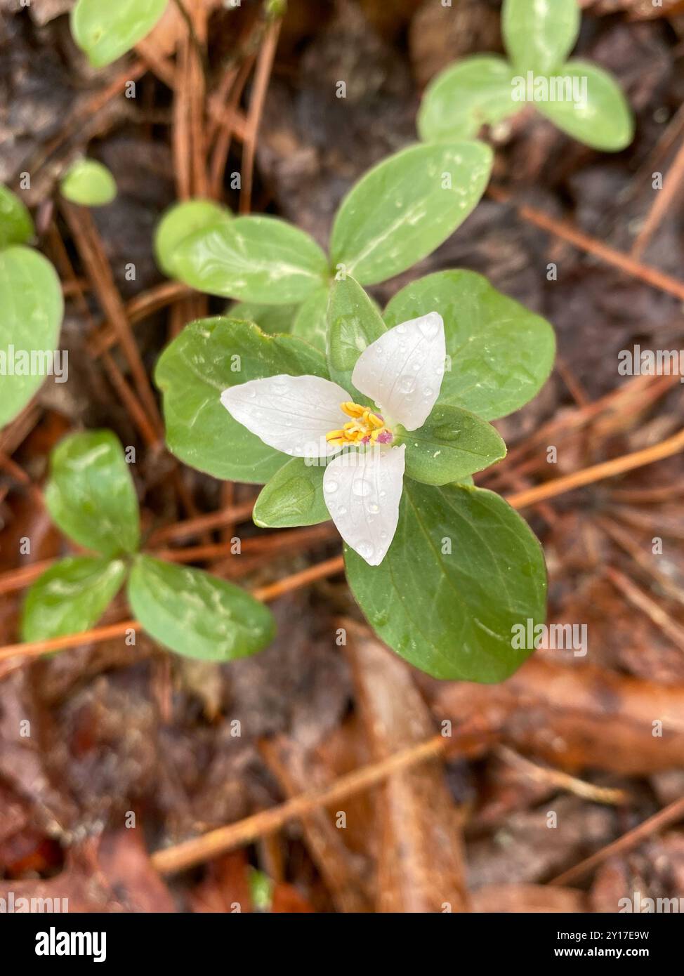 dwarf trillium (Trillium pusillum) Plantae Stock Photo - Alamy