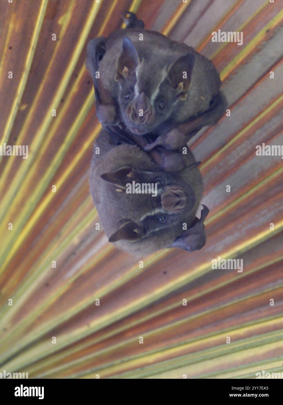 Artibeus lituratus hi-res stock photography and images - Alamy