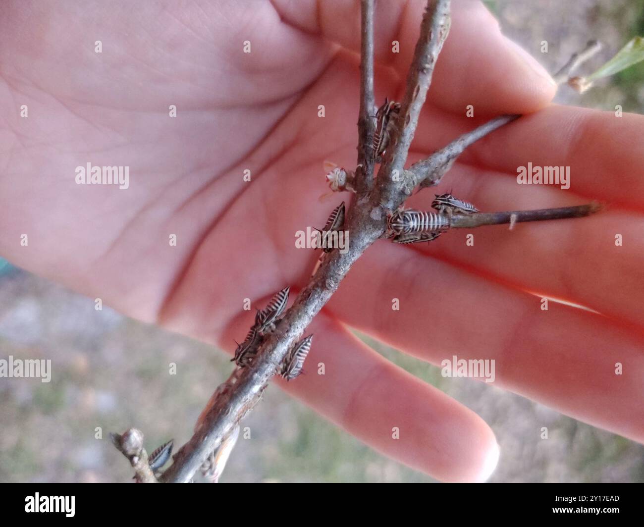 Oak Treehopper (Platycotis vittata) Insecta Stock Photo - Alamy