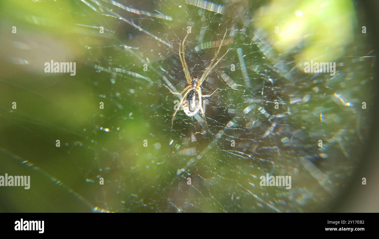 Sheetweb and Dwarf Weavers (Linyphiidae) Arachnida Stock Photo - Alamy