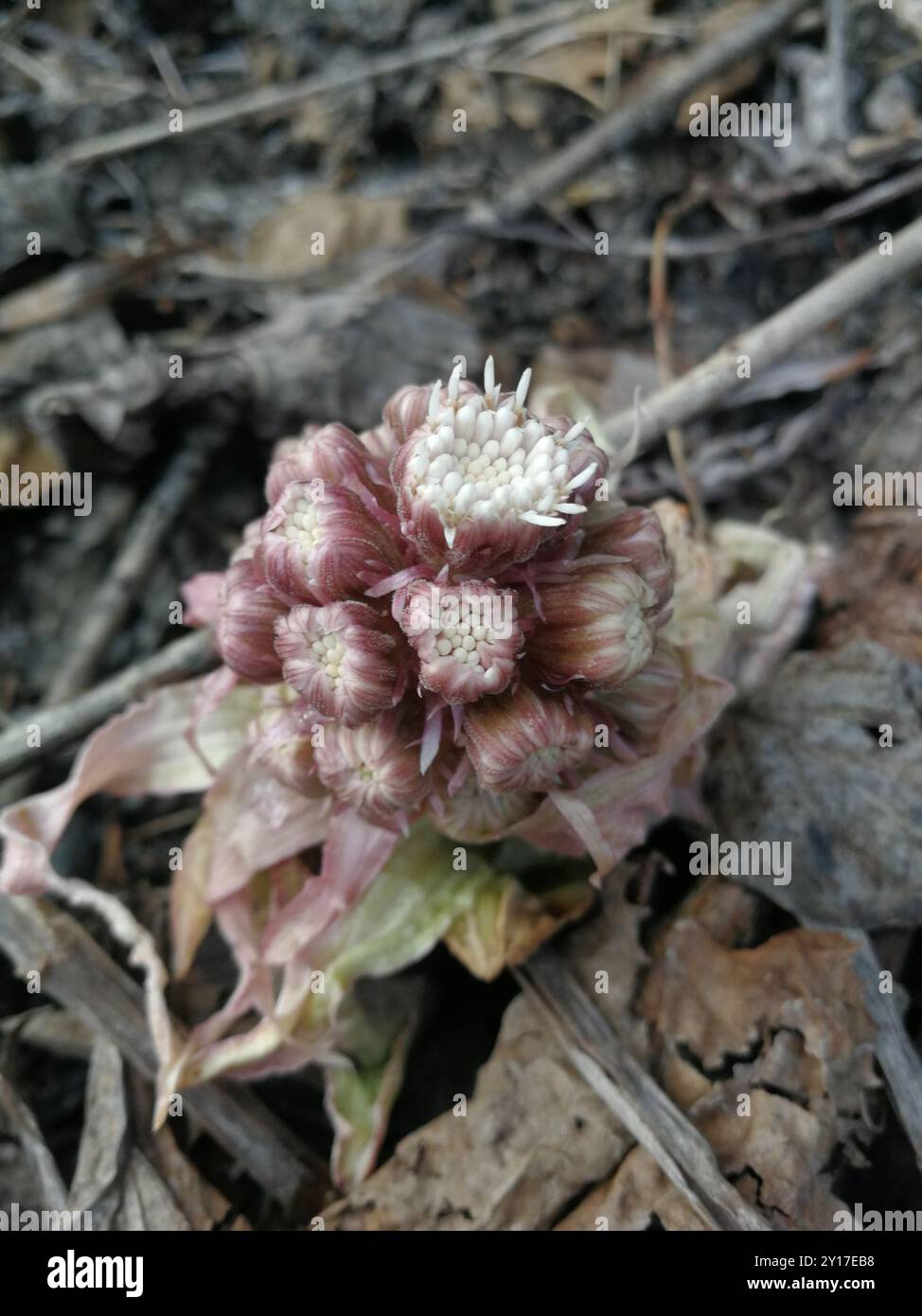 Common Butterbur (Petasites hybridus) Plantae Stock Photo - Alamy