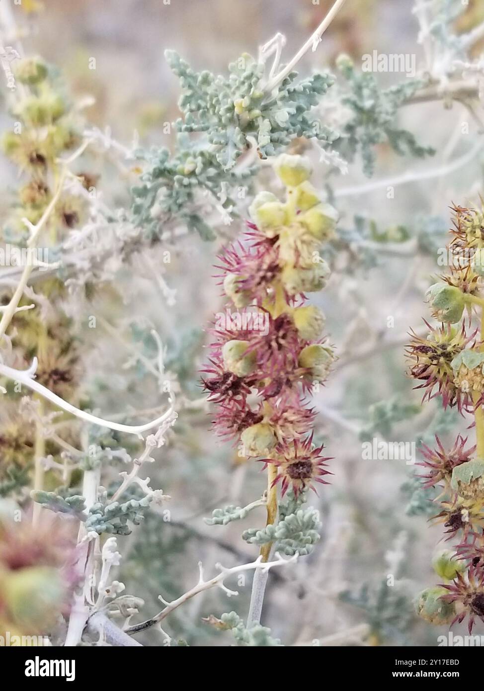 Burrobush (Ambrosia dumosa) Plantae Stock Photo - Alamy