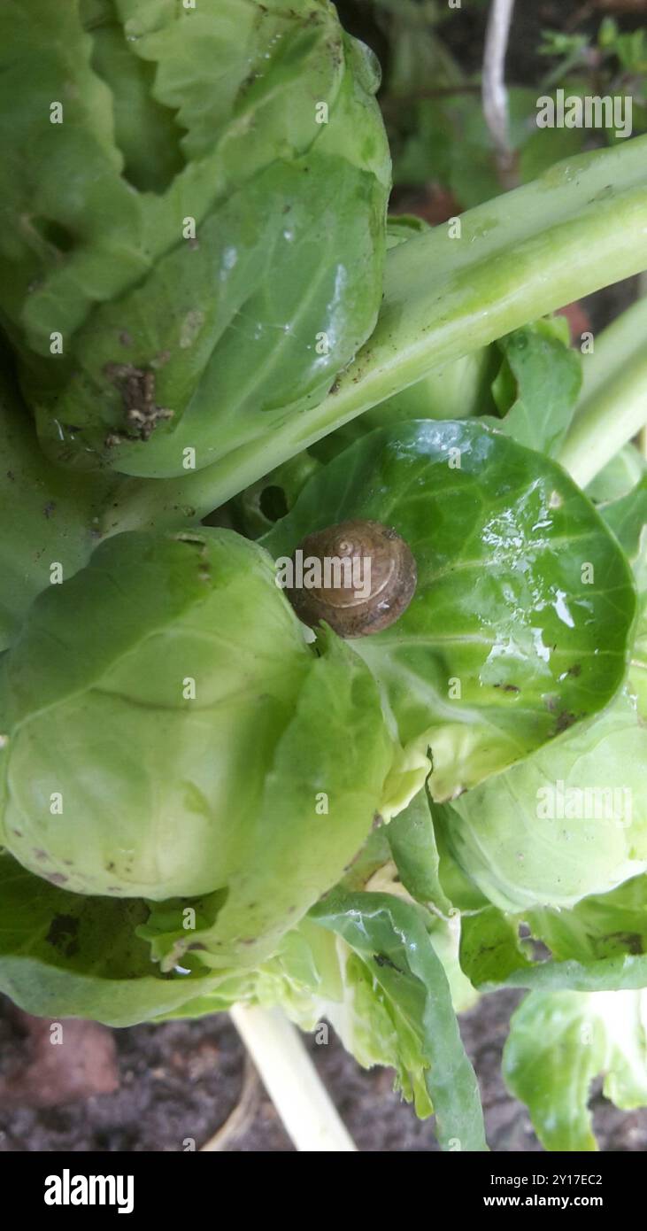 Girdled Snail (Hygromia cinctella) Mollusca Stock Photo - Alamy