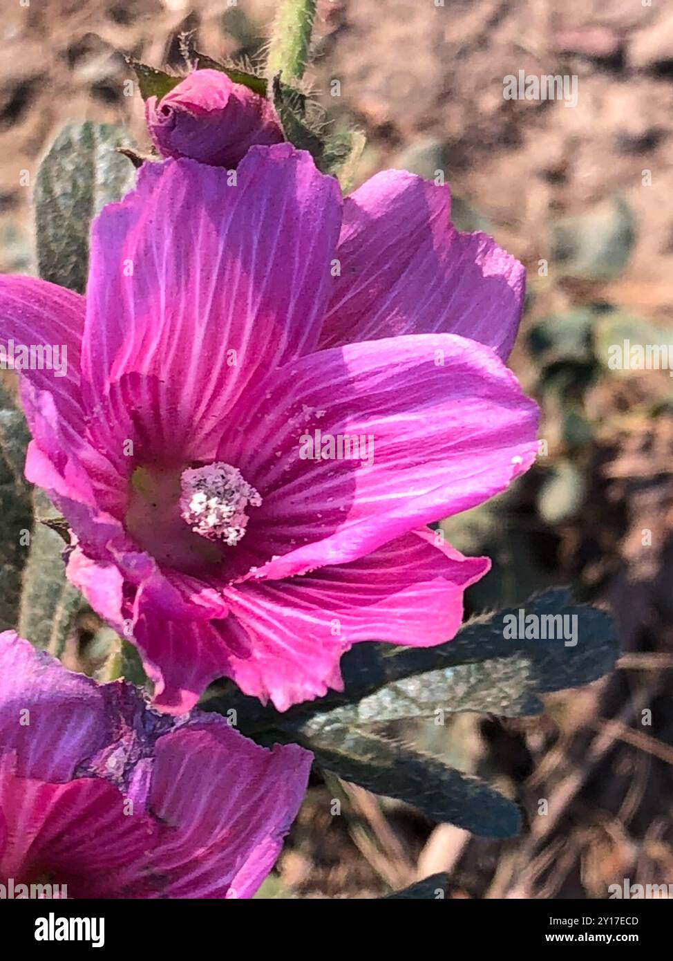 checkerbloom (Sidalcea malviflora) Plantae Stock Photo - Alamy