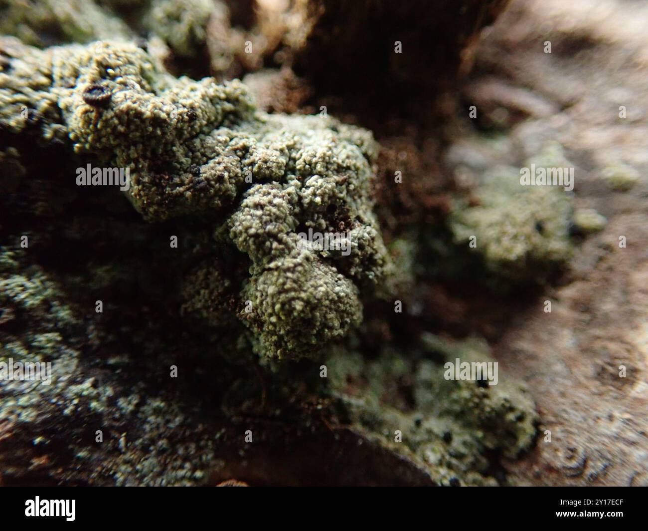 (Lopadium disciforme) Fungi Stock Photo - Alamy