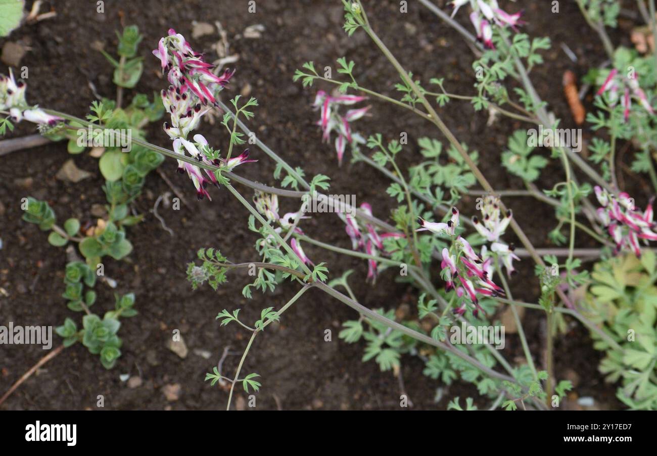 white ramping-fumitory (Fumaria capreolata) Plantae Stock Photo - Alamy