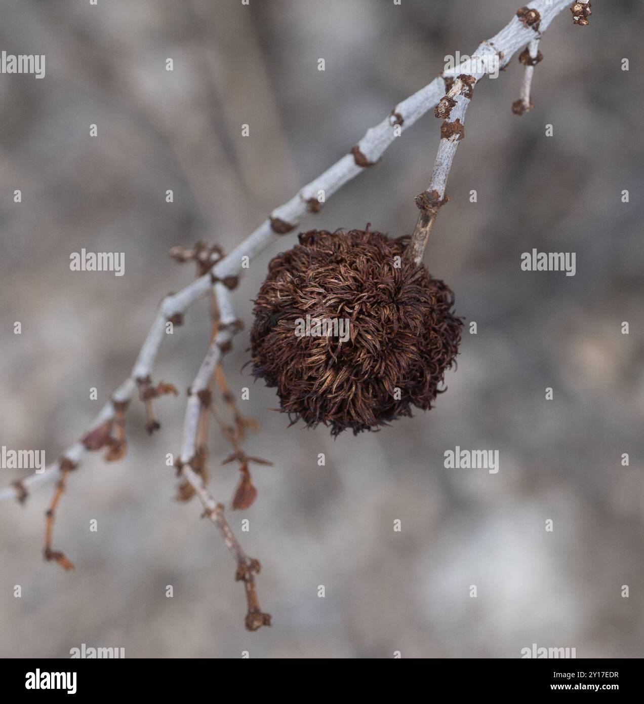 Large Creosote Gall Midge (Asphondylia auripila) Insecta Stock Photo ...