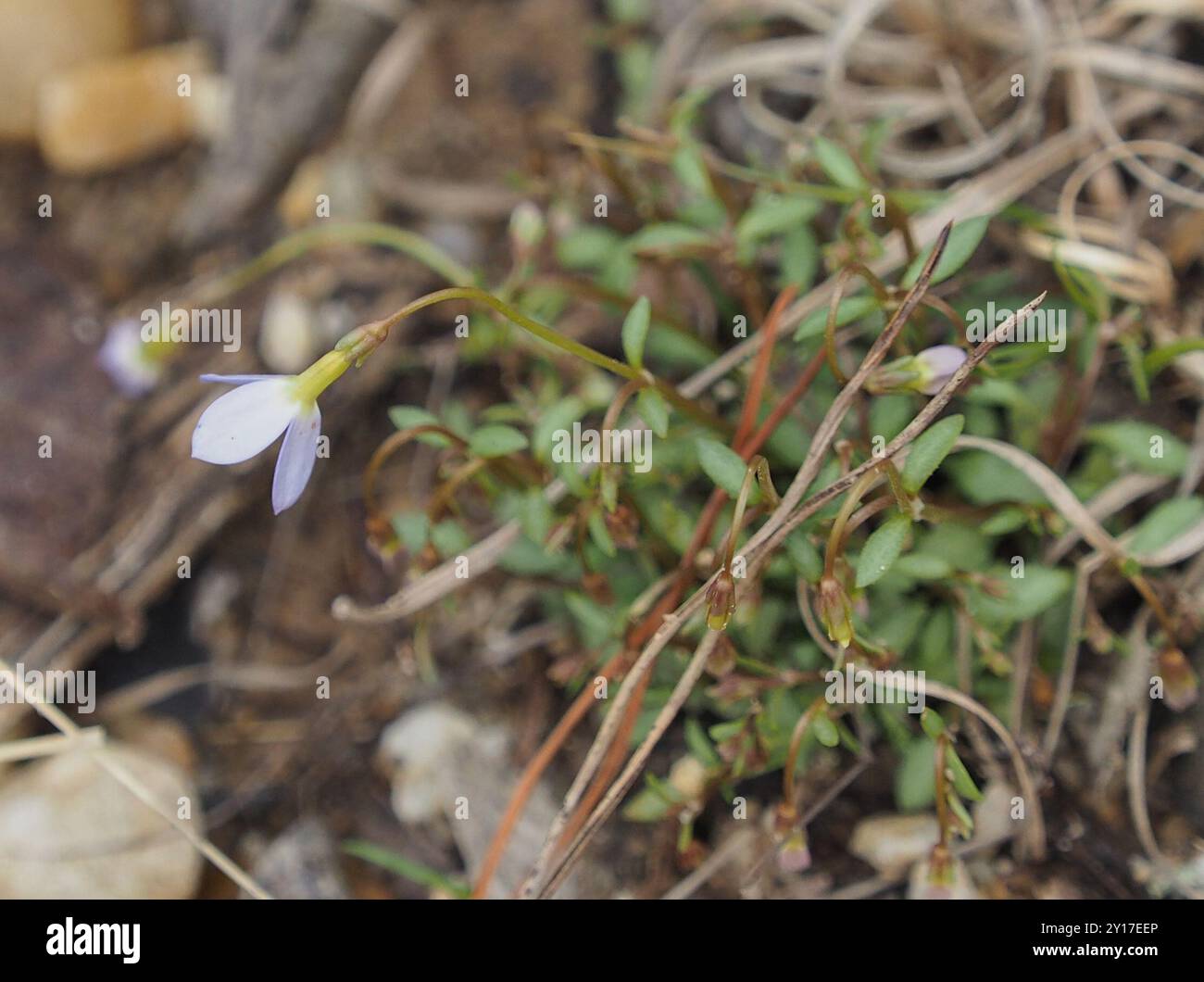 azure bluet (Houstonia caerulea) Plantae Stock Photo - Alamy