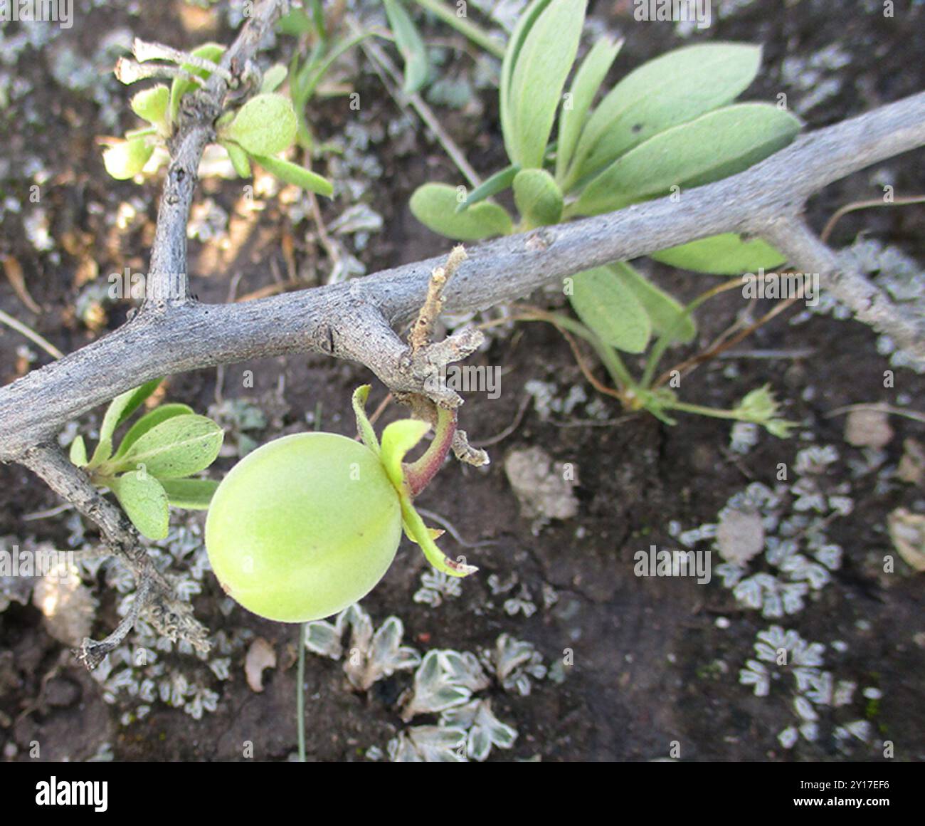 Kalahari Star-Apple (Diospyros lycioides lycioides) Plantae Stock Photo ...