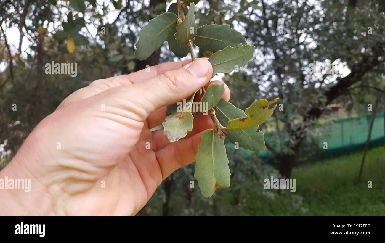 Engelmann oak (Quercus engelmannii) Plantae Stock Photo - Alamy