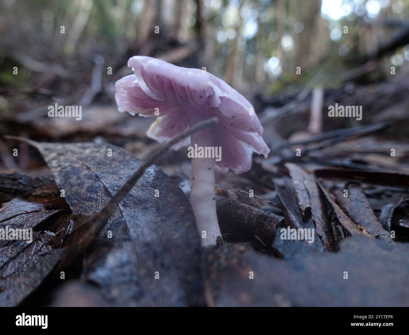 mauve splitting waxcap (Porpolomopsis lewelliniae) Fungi Stock Photo ...
