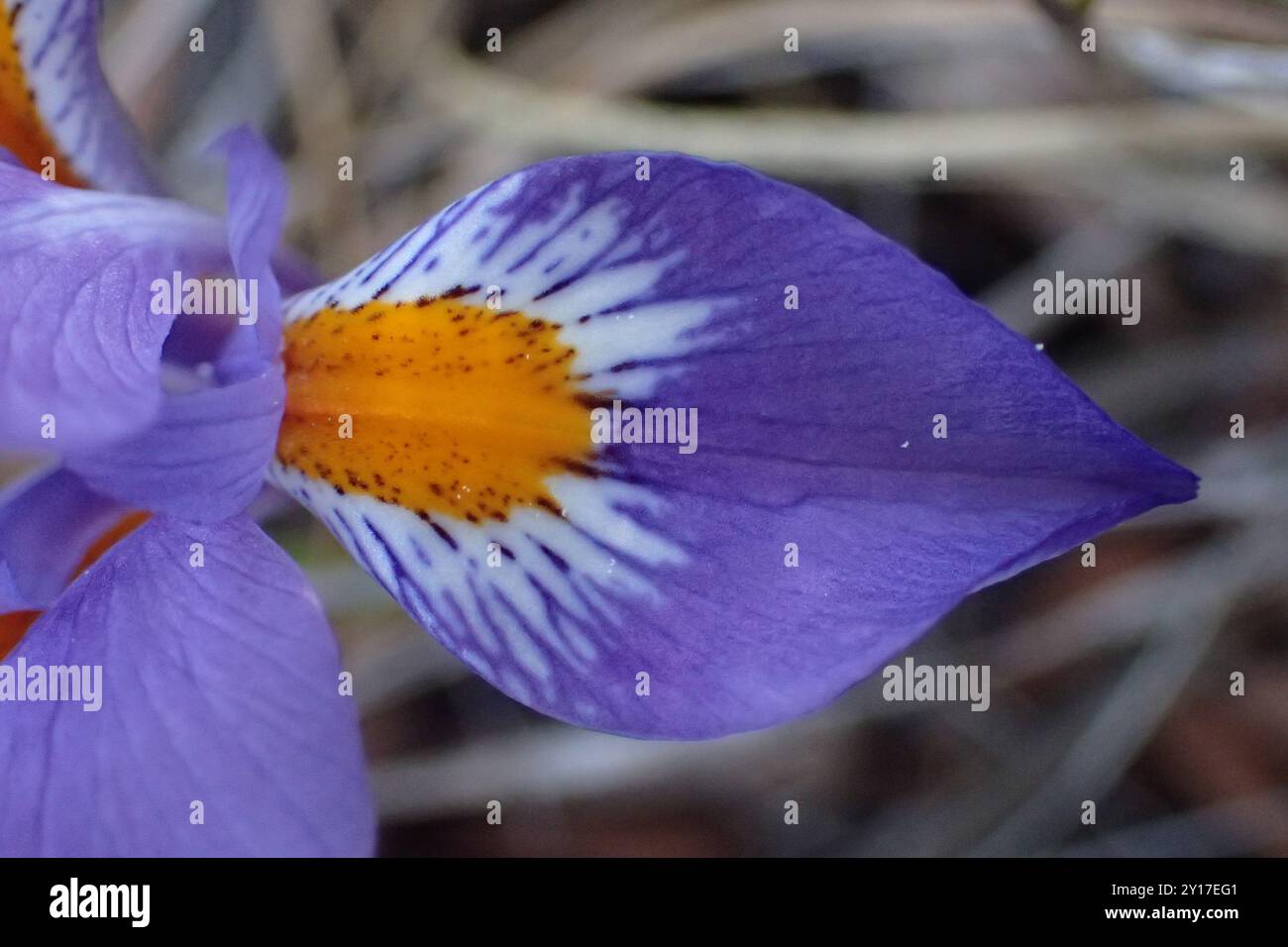 Dwarf Iris (Iris verna) Plantae Stock Photo - Alamy