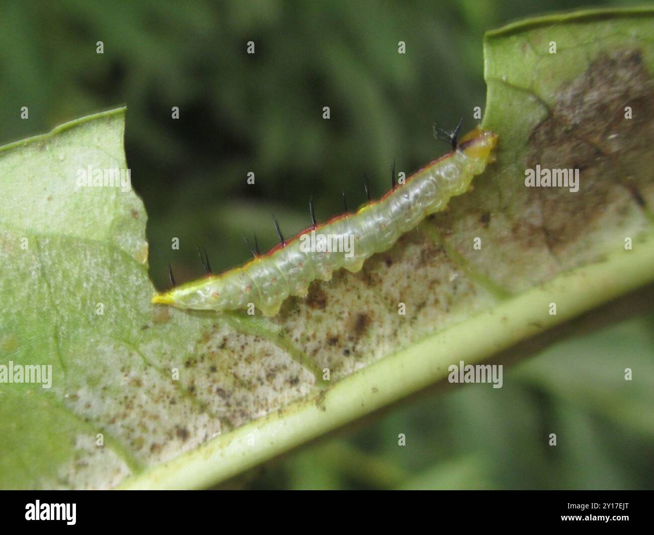 Owlet Moths and Allies (Noctuoidea) Insecta Stock Photo - Alamy