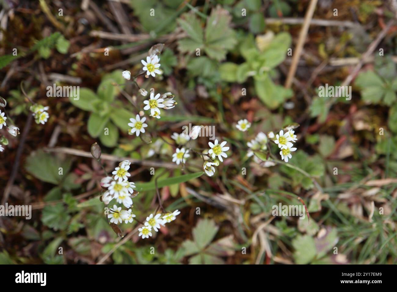 Common Whitlowgrass (Draba verna) Plantae Stock Photo - Alamy