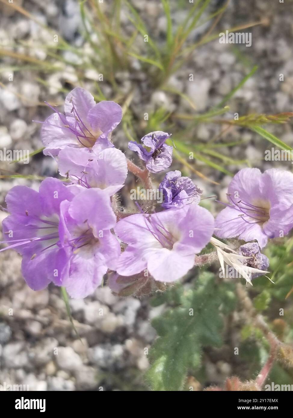 Notch-leaf Scorpionweed (Phacelia crenulata) Plantae Stock Photo - Alamy