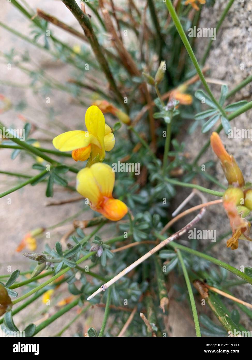 shrubby deervetch (Acmispon rigidus) Plantae Stock Photo - Alamy