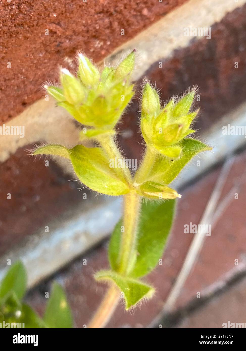 Sticky mouse-ear chickweed (Cerastium glomeratum) Plantae Stock Photo ...