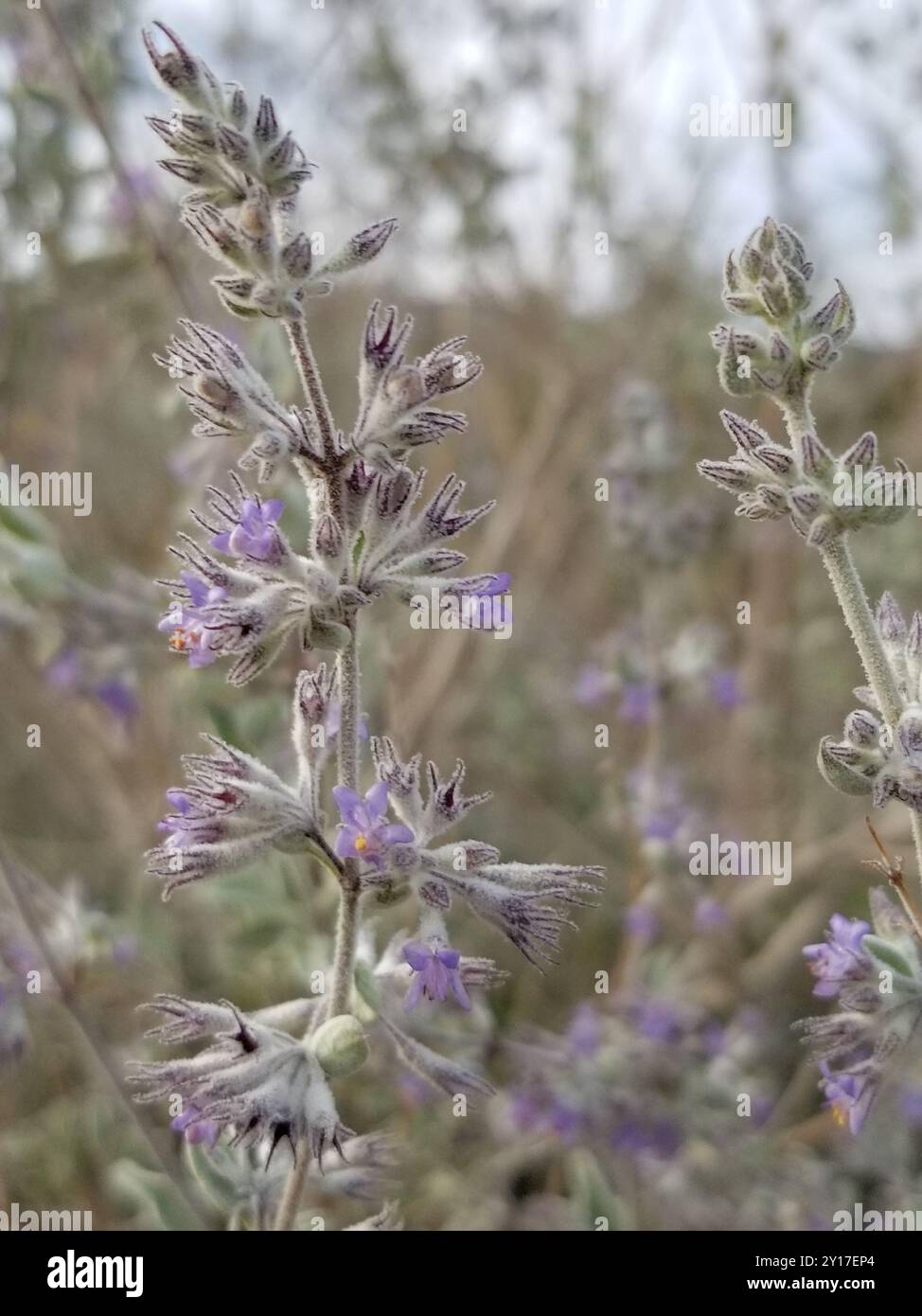 desert lavender (Condea emoryi) Plantae Stock Photo - Alamy