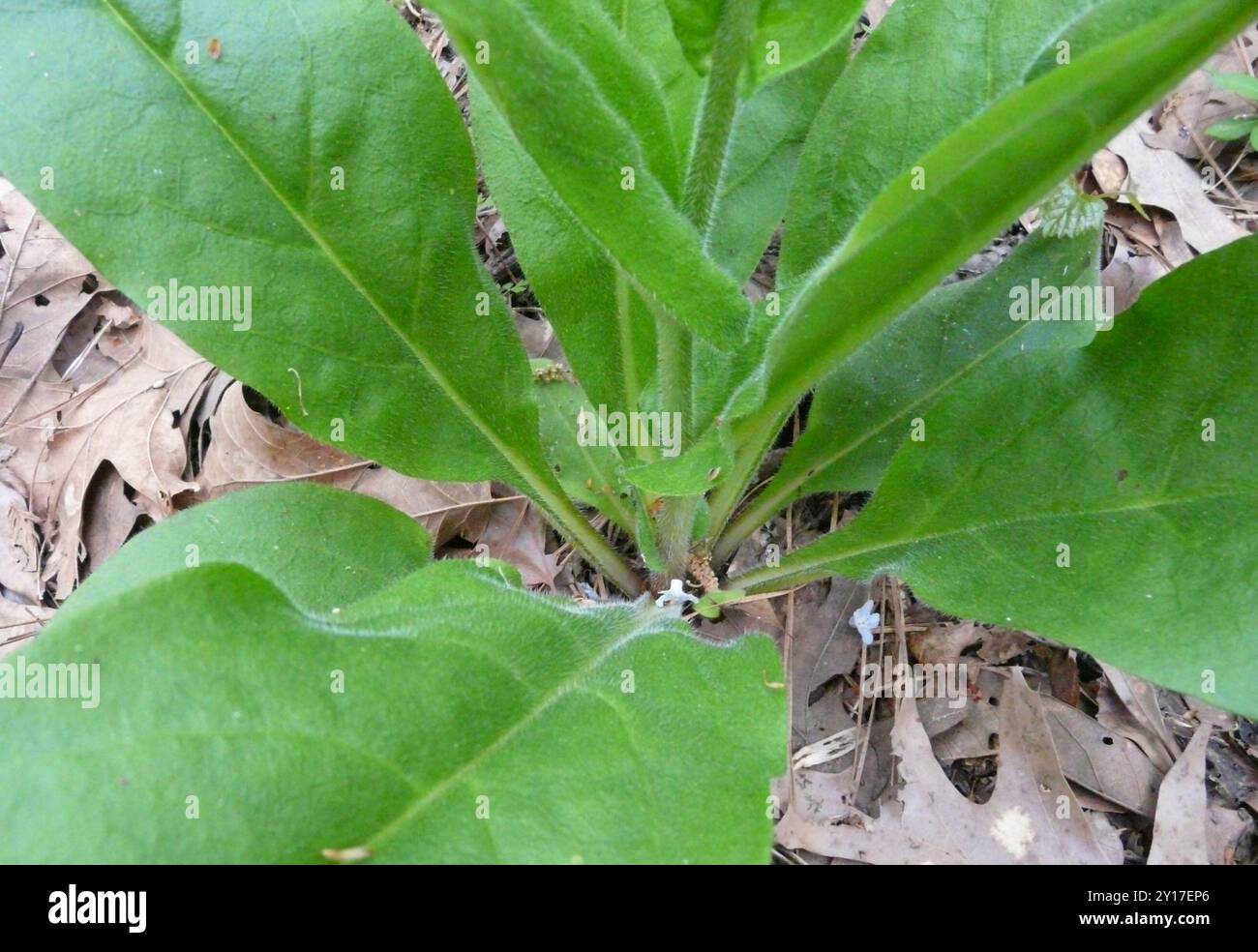 wild comfrey (Andersonglossum virginianum) Plantae Stock Photo - Alamy