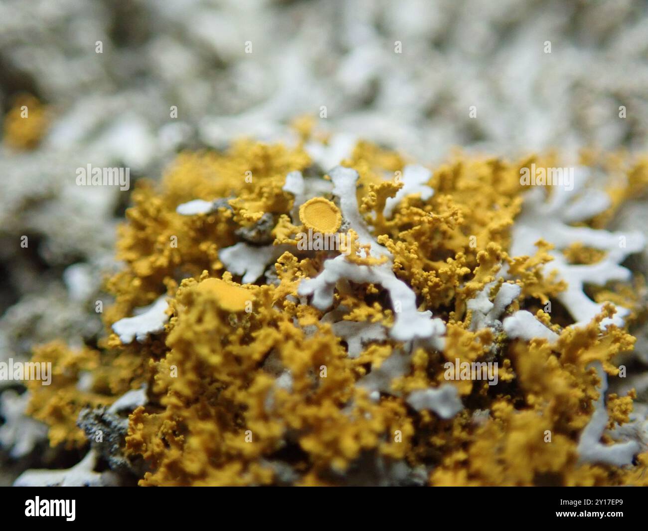 Pin-cushion Sunburst Lichen (Polycauliona polycarpa) Fungi Stock Photo ...