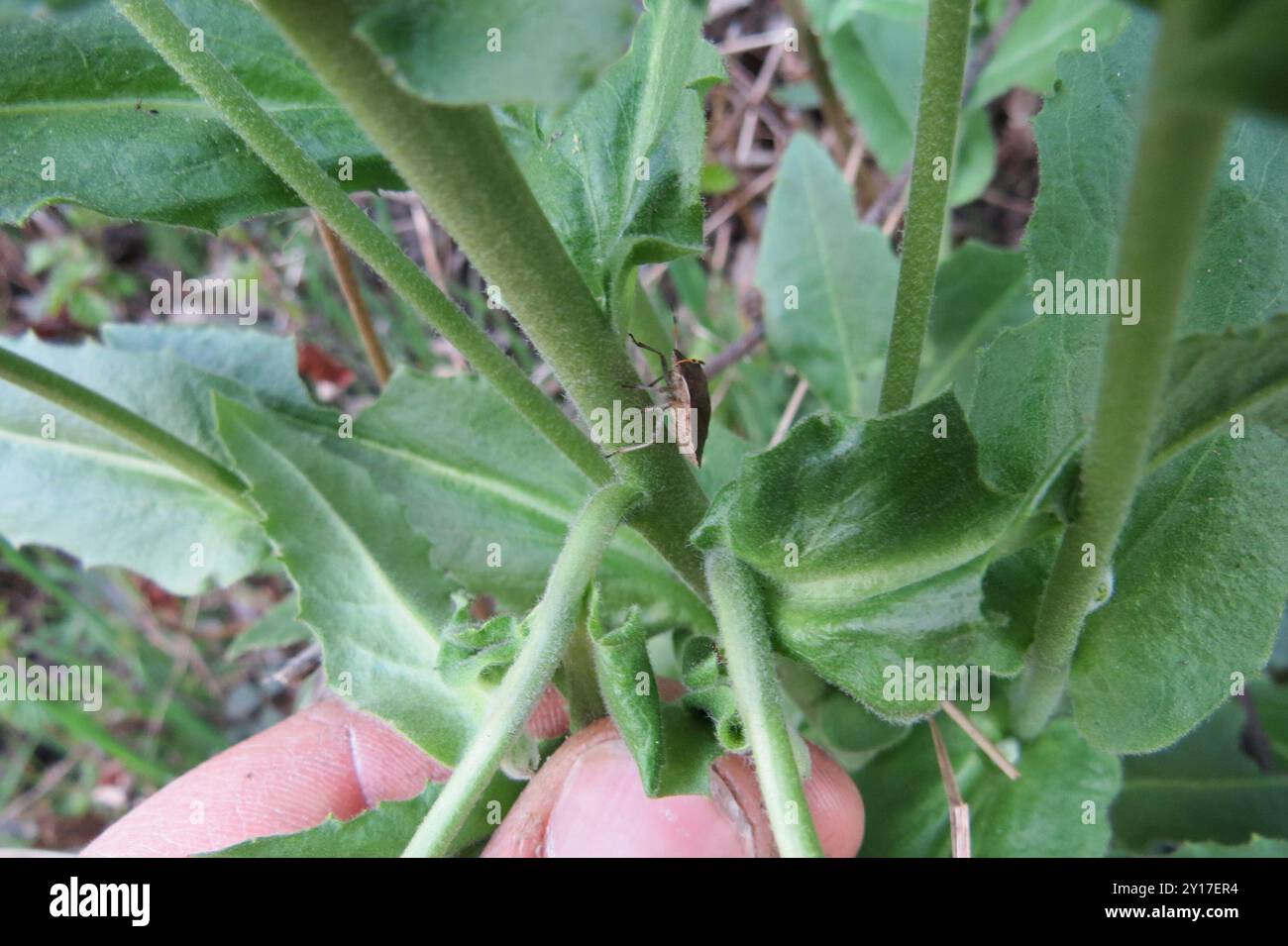 (Peribalus strictus vernalis) Insecta Stock Photo - Alamy