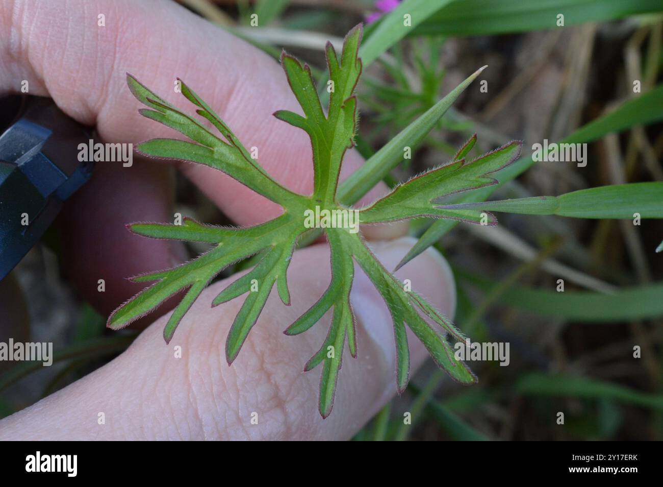 Cut-leaved crane's-bill (Geranium dissectum) Plantae Stock Photo - Alamy