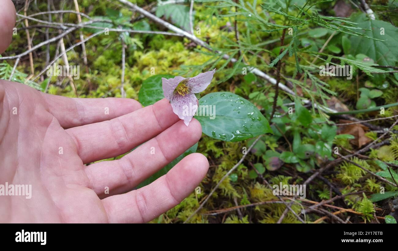 brook wakerobin (Pseudotrillium rivale) Plantae Stock Photo - Alamy