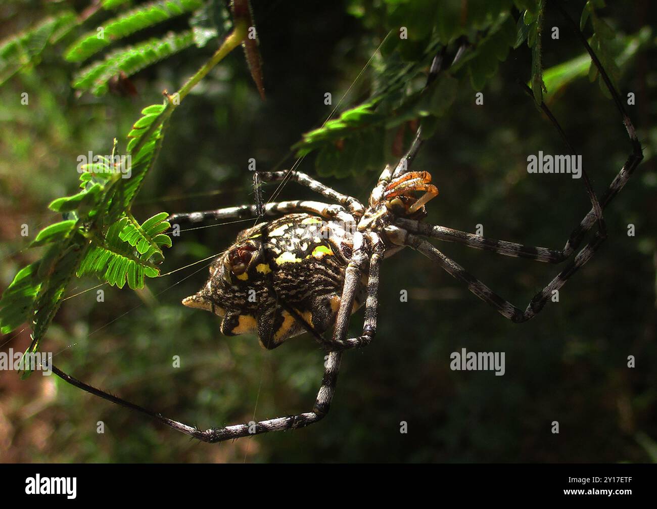 Common Garden Orbweb Spider (Argiope australis) Arachnida Stock Photo ...